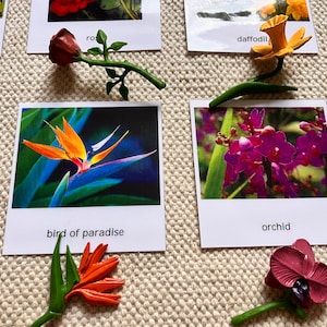 Montessori Common Flowers 3 Part Cards Miniatures Home School Classroom ...