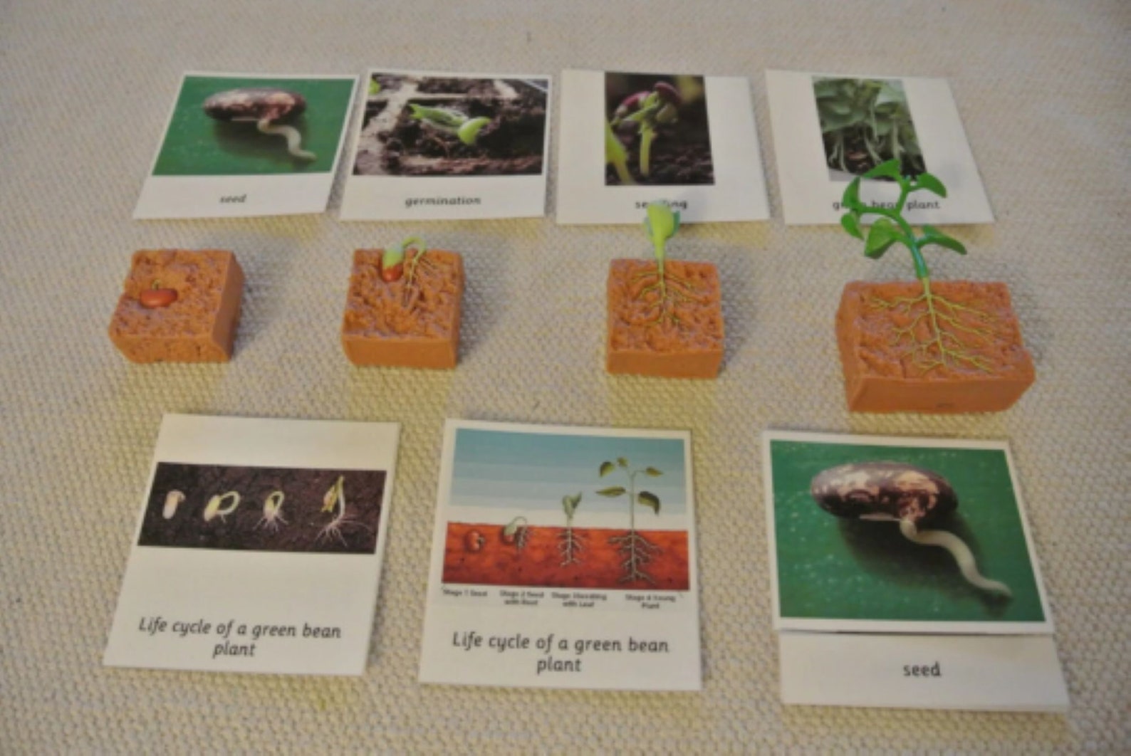 Montessori Life Cycle of a Green Bean Plant 5 Parts Cards Digital PDF ...
