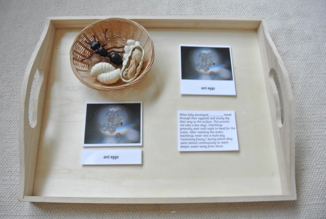 Montessori Life Cycle of an Ant 5 Parts Cards With Miniatures - Etsy