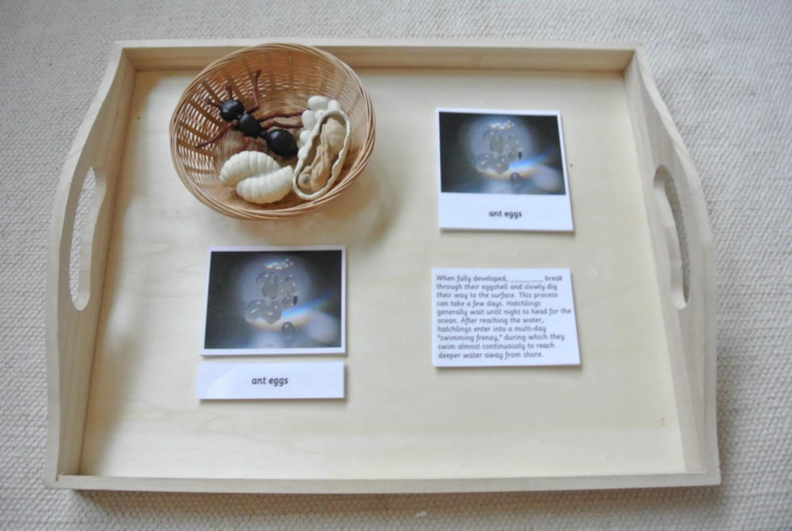 Montessori Life Cycle of an Ant 5 Parts Cards With Miniatures - Etsy