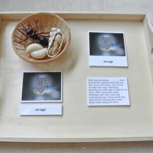 Montessori Life Cycle of an Ant 5 Parts Nomenclature Flash Cards ...