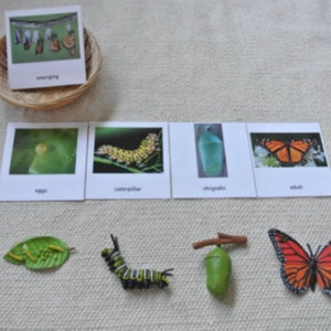 Montessori Monarch Butterfly Life Cycle 5 Parts Cards - Etsy