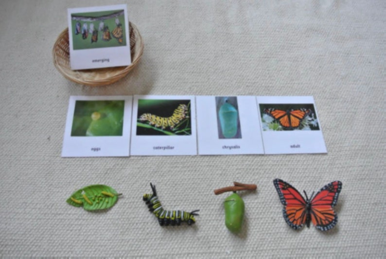 Montessori Monarch Butterfly Life Cycle 5 Parts Cards - Etsy