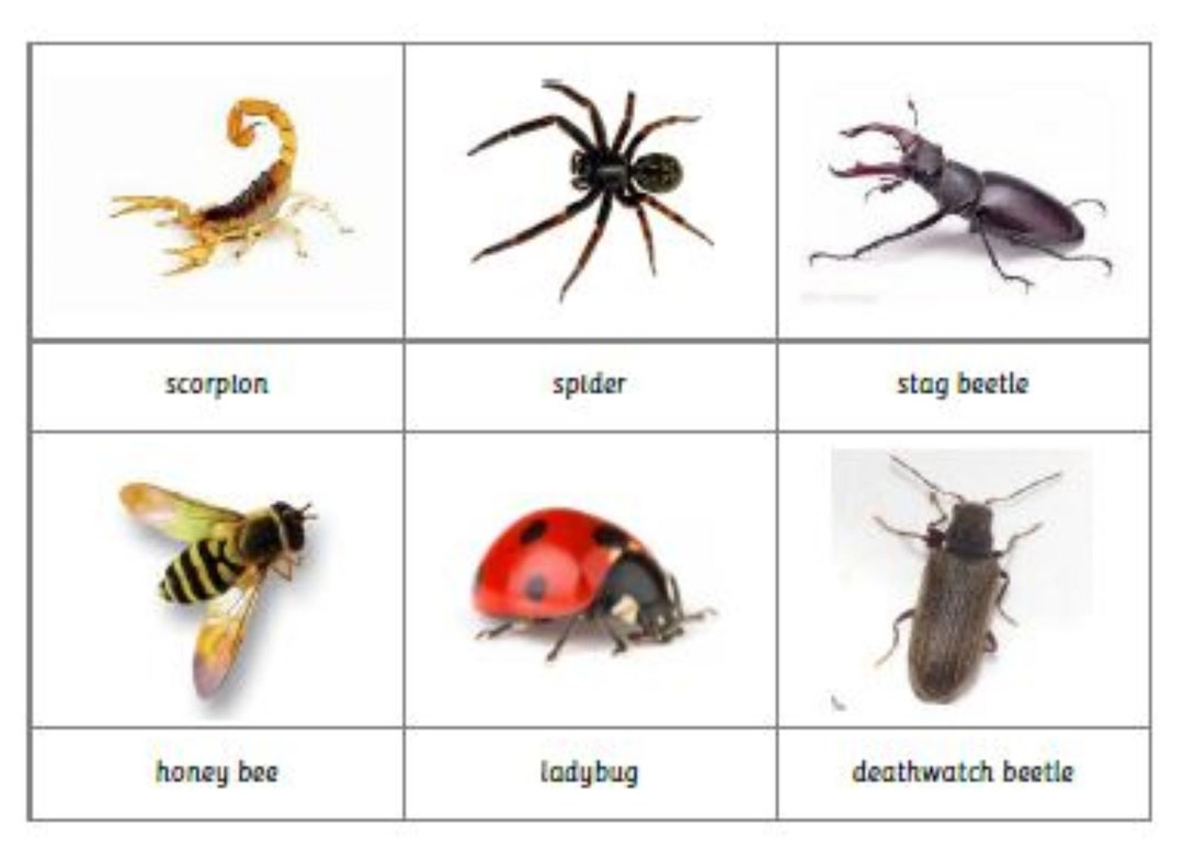 Montessori Common Bugs 3 Parts Cards - Etsy