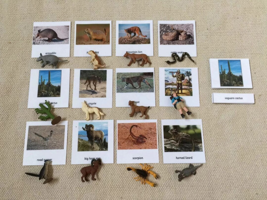 Montessori Desert Animals 3 Parts Nomenclature Cards With Miniatures ...