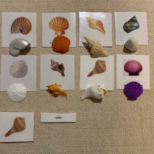 Montessori Seashells 3 Parts Cards Digital PDF Download Printable ...