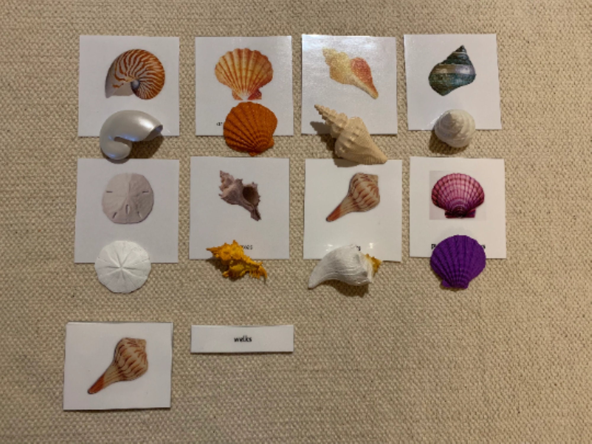 Montessori Seashells 3 Parts Cards Digital PDF Download Printable ...
