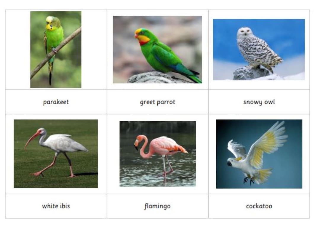 Montessori Common and Exotic Birds 3 Parts Cards Digital Download - Etsy