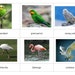 Nature Alphabet Flashcards A-Z Watercolor Pictures Digital PDF Download ...