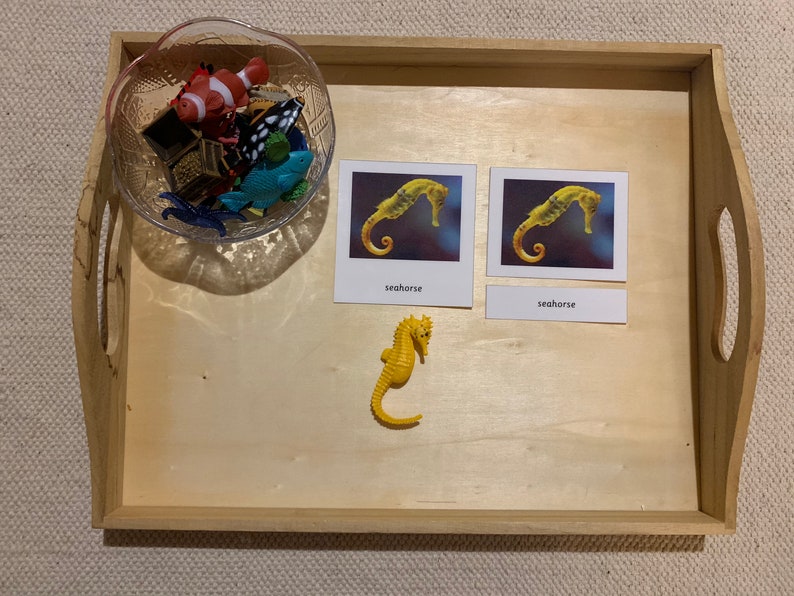 Montessori Coral Reef 3 Parts Cards With Miniatures - Etsy