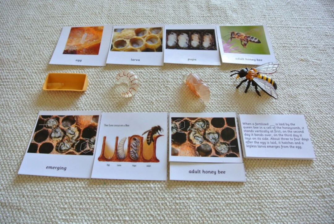 Montessori Honey Bee Life Cycle 5 Parts Nomenclature Flash Cards ...