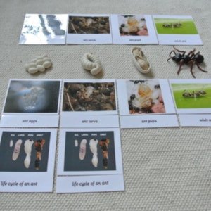 Montessori Life Cycle of an Ant 5 Parts Cards Digital PDF Download ...