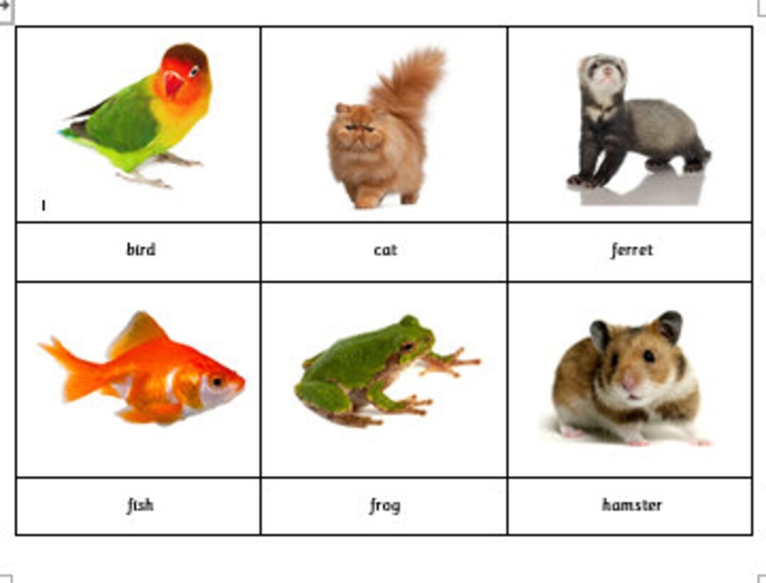 Montessori Common Pets 3 Parts Cards Digital PDF Download Printable ...