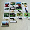Montessori North America Wildlife 3 Parts Cards Homeschool Classroom ...