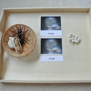 Montessori Life Cycle of an Ant 5 Parts Nomenclature Flash Cards ...