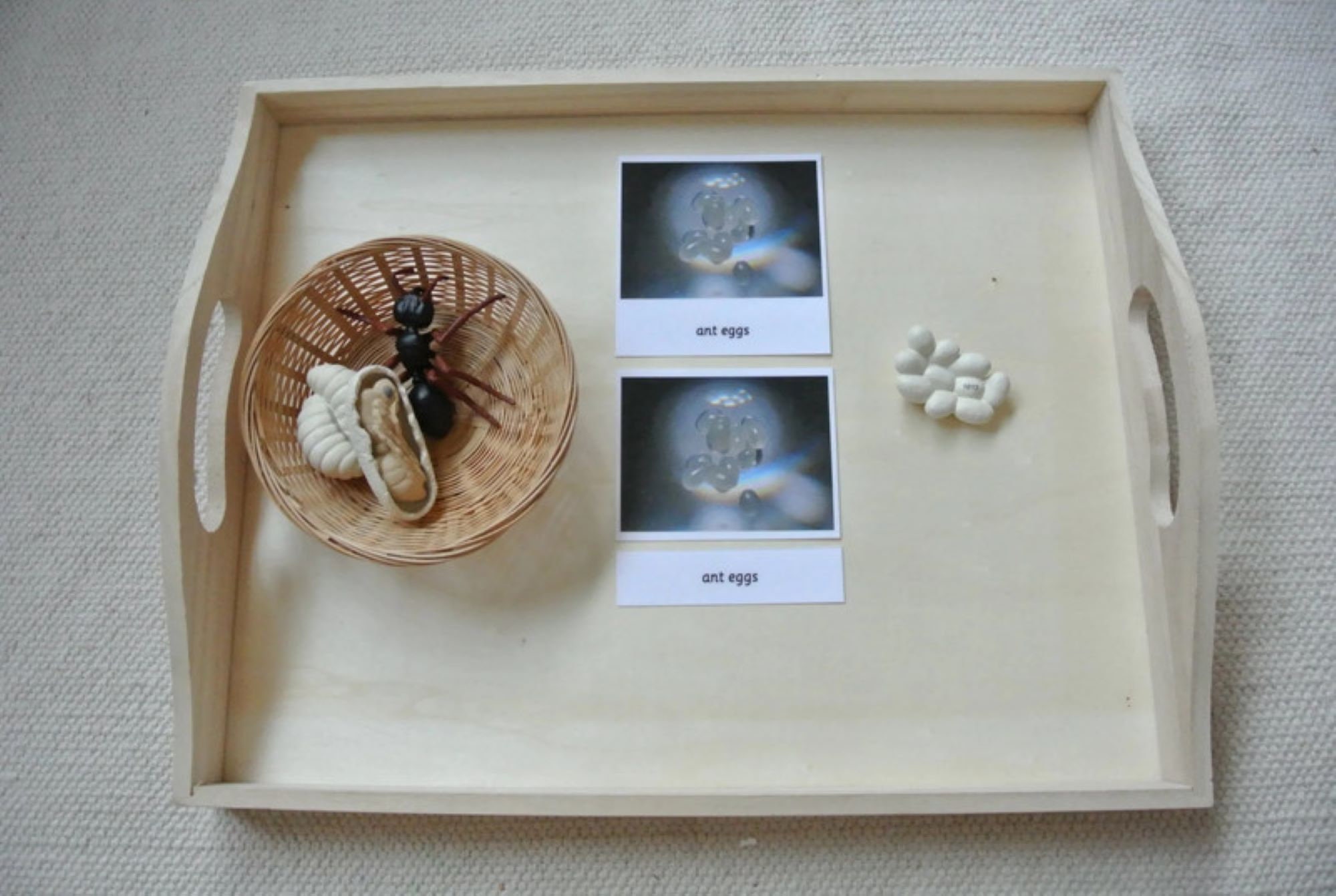 Montessori Life Cycle of an Ant 5 Parts Nomenclature Flash Cards ...
