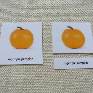 Montessori Common Pumpkins 3 Parts Cards Homeschool Classroom ...
