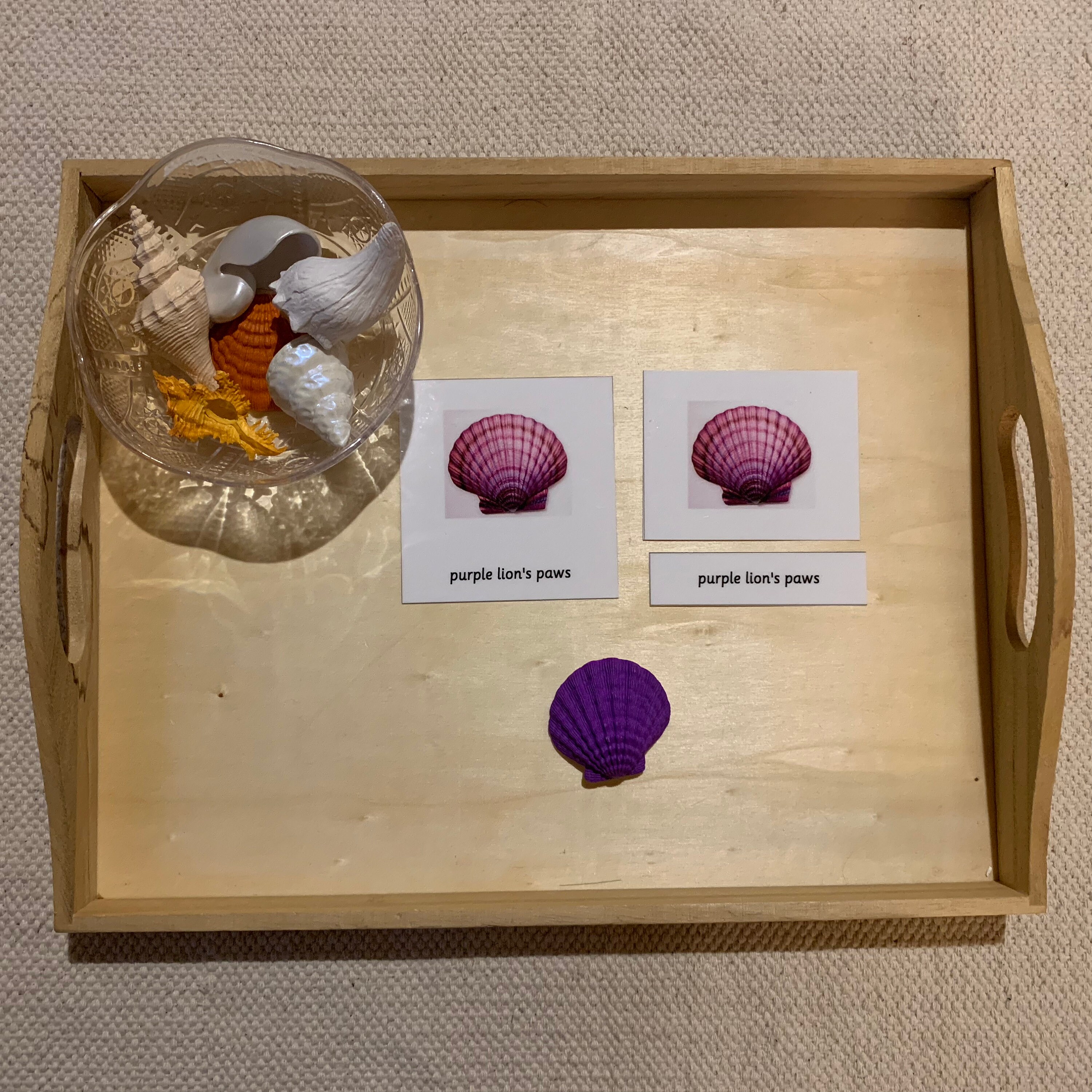 Montessori Seashells 3 Parts Cards With Miniatures | Etsy