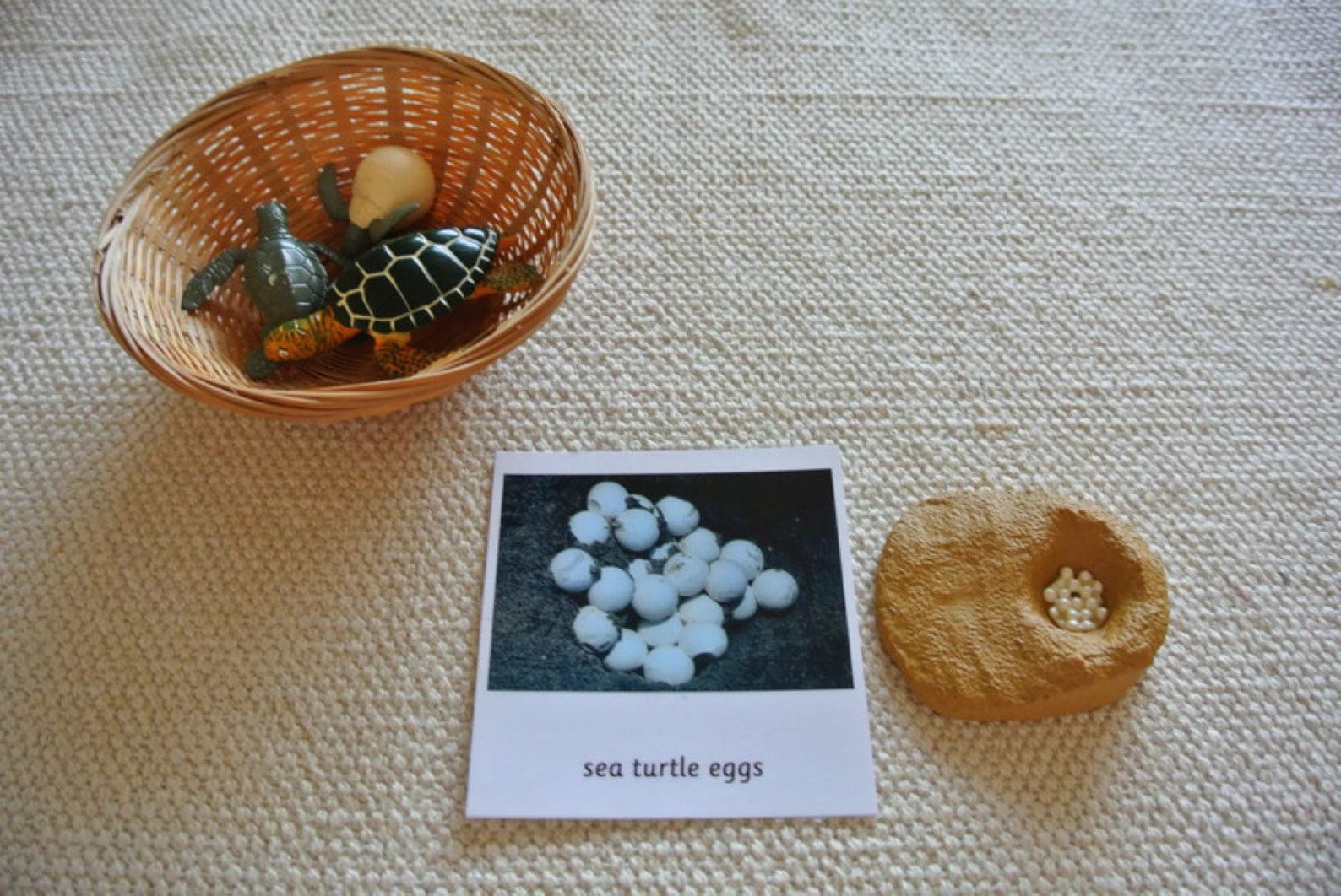 Montessori Sea Turtle Life Cycle 5 Parts Cards With Miniatures | Etsy