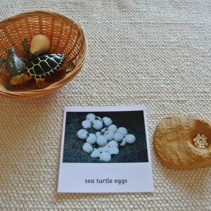 Montessori Sea Turtle Life Cycle 5 Parts Cards With Miniatures - Etsy