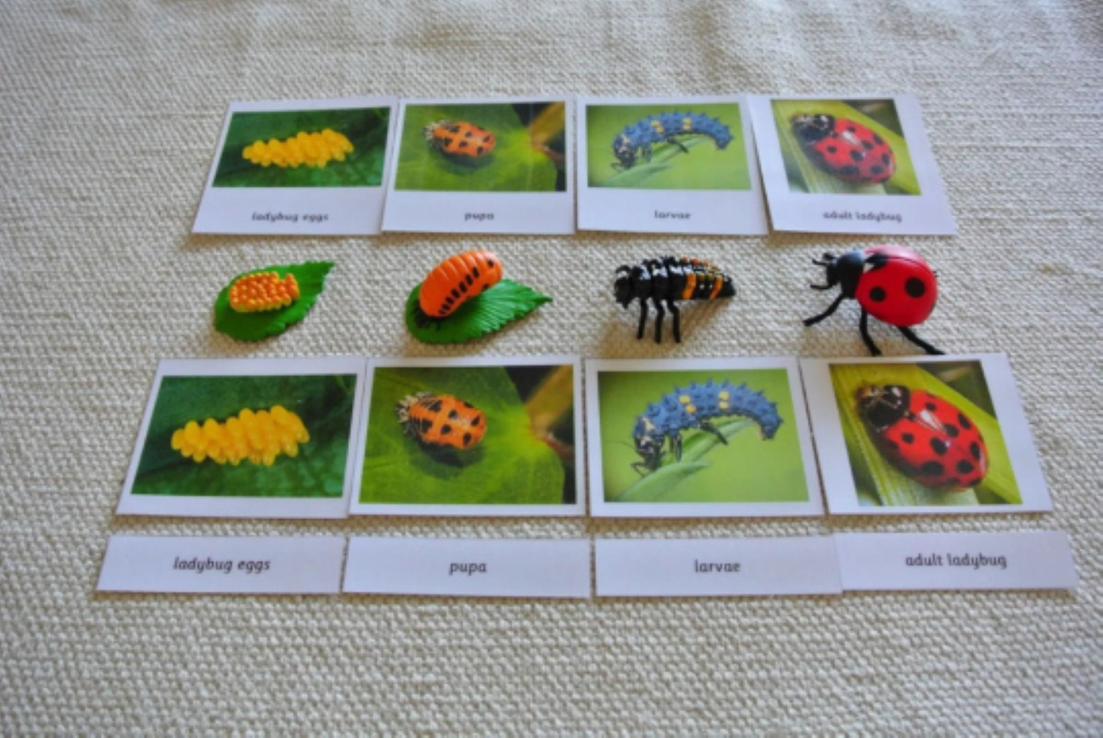 Montessori Ladybug Life Cycle 5 Parts Cards Digital PDF Downlaod ...