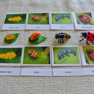 Montessori Ladybug Life Cycle 5 Parts Cards Digital PDF Downlaod ...
