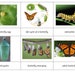 Montessori Monarch Butterfly Life Cycle 5 Parts Cards - Etsy