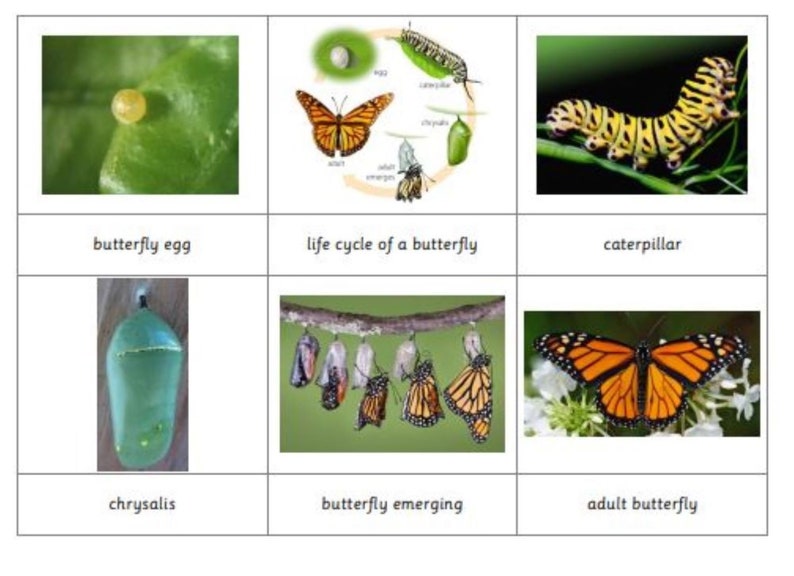 Montessori Monarch Butterfly Life Cycle 5 Parts Cards - Etsy