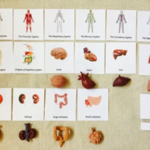 Montessori Human Anatomy Human Organs 5 Parts Cards Digital PDF ...