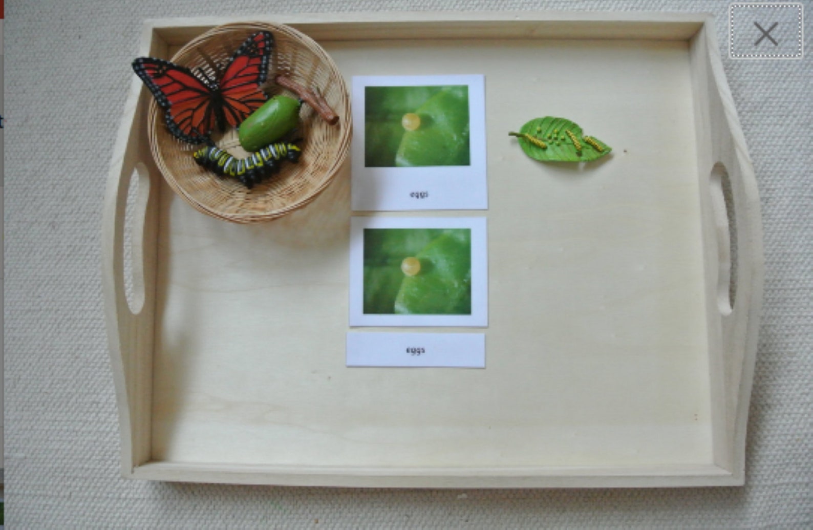Montessori Monarch Butterfly Life Cycle 5 Parts Nomenclature Flash ...