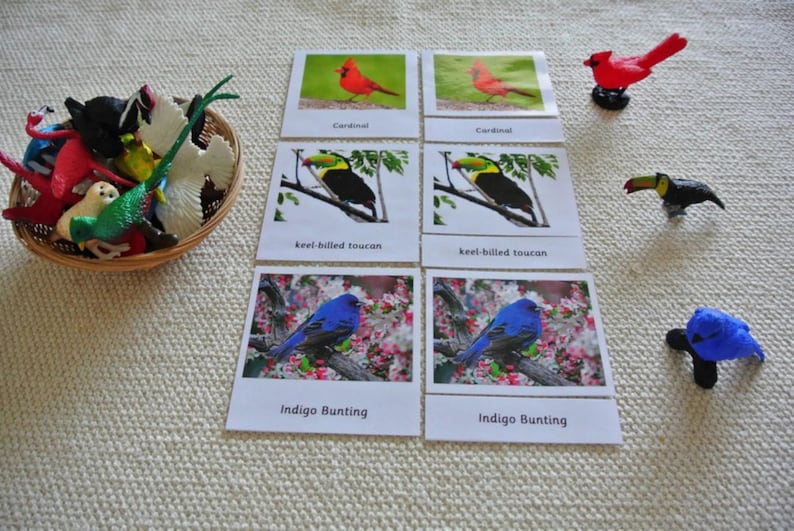 Montessori Common Backyard Birds Exotic Birds 3 Parts Nomenclature ...