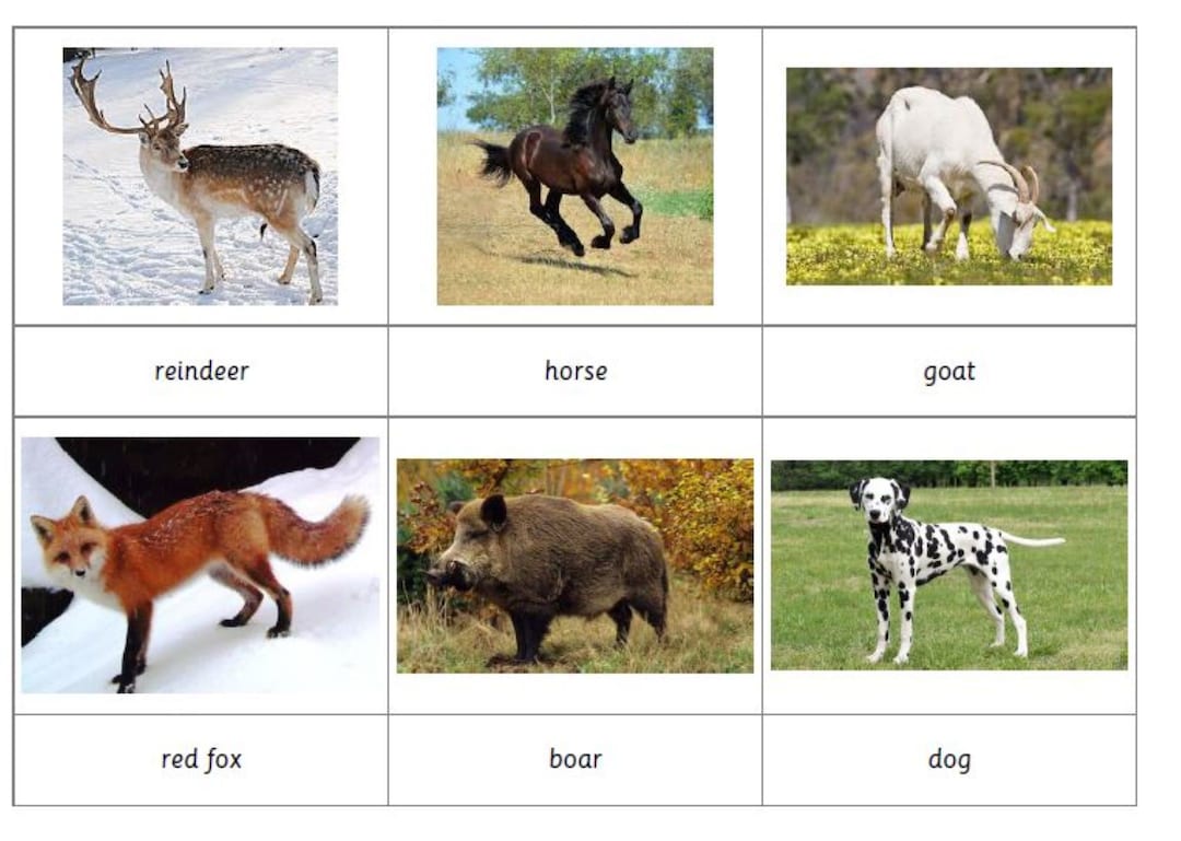 Montessori Common European Animals 3 Parts Cards Digital PDF Download ...