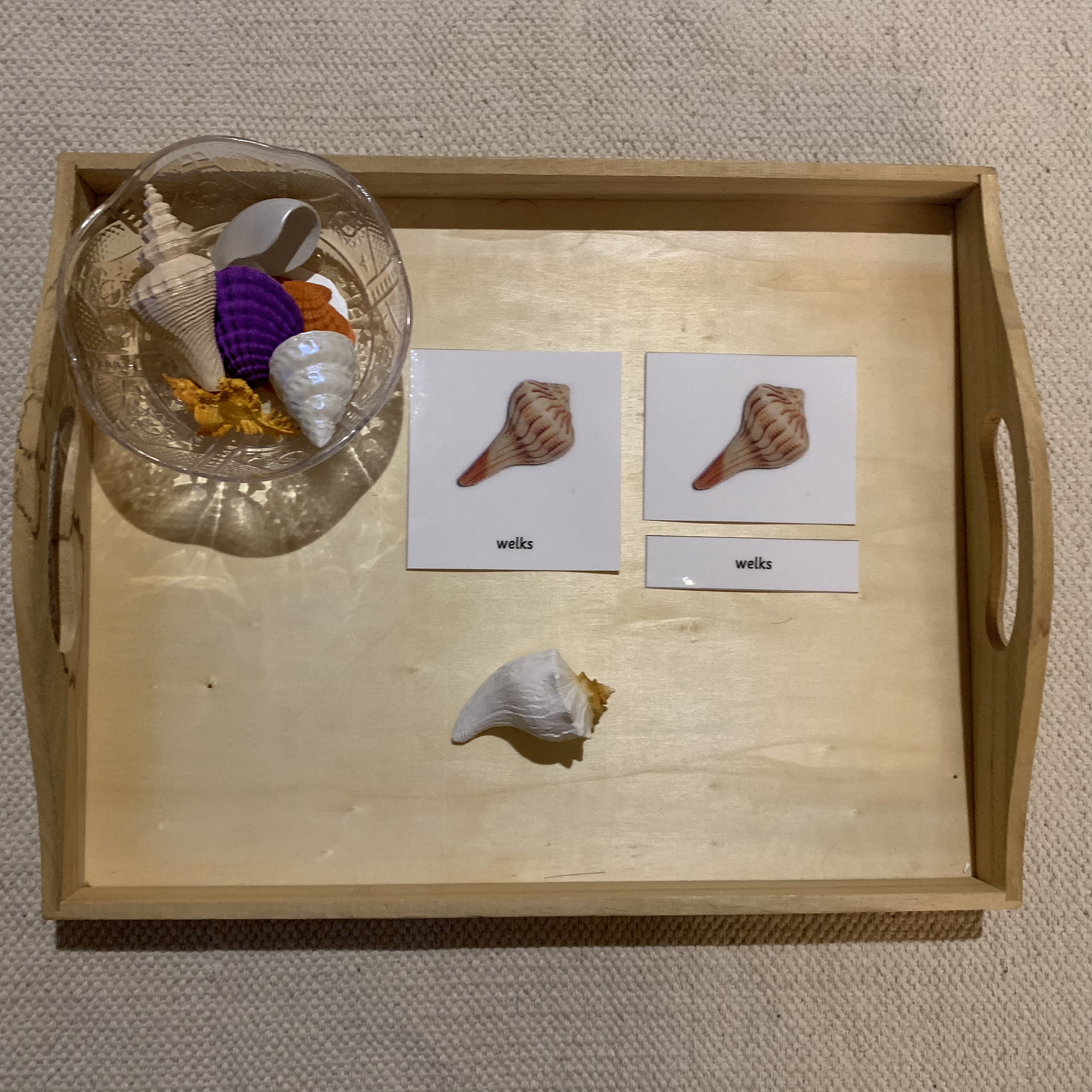 Montessori Seashells 3 Parts Cards With Miniatures | Etsy