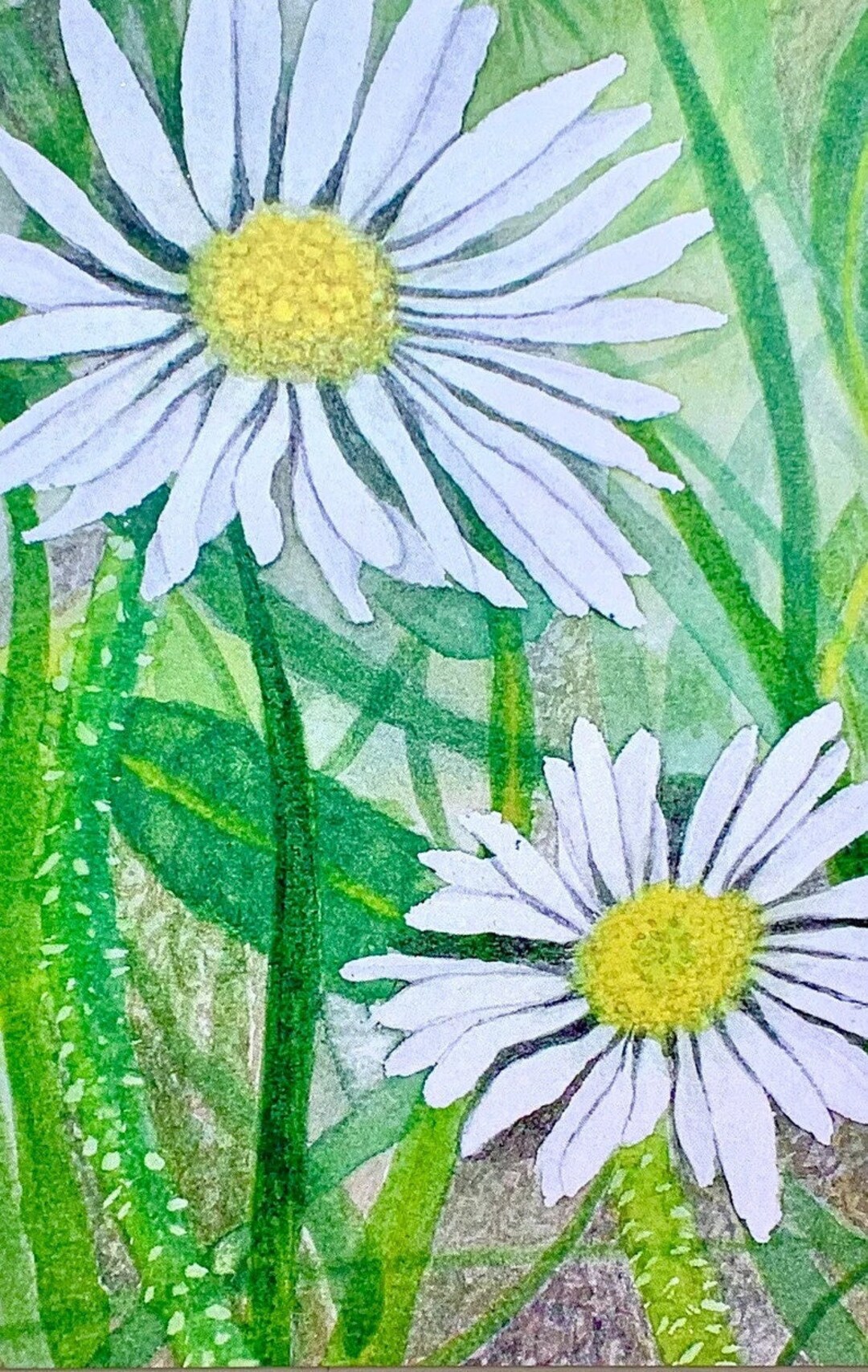 Daisy's A4 Print | Hand Painted | Nature | Daisy's | Wildlife ...