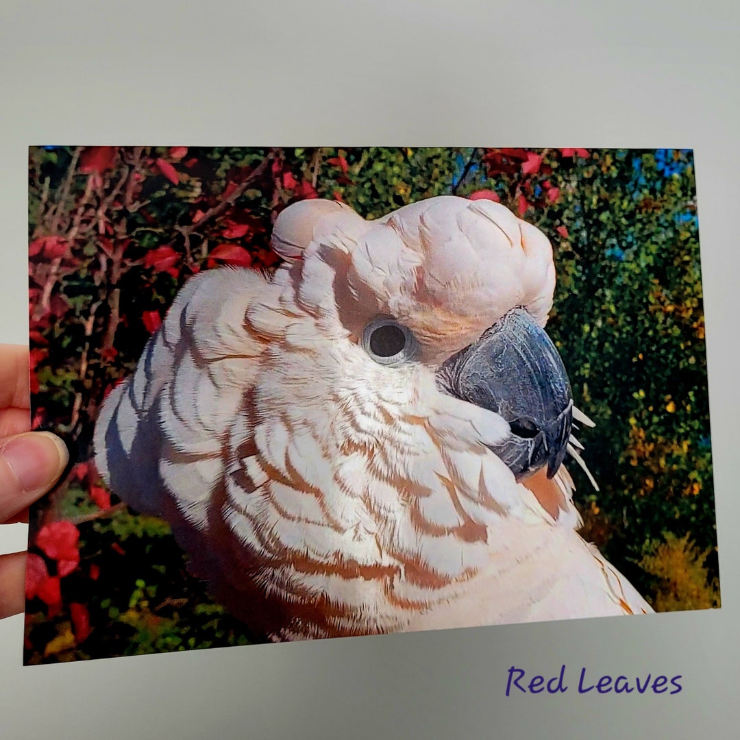 Cockatoo Blank Card - Multiple Options Moluccan Cockatoo - (max the ...