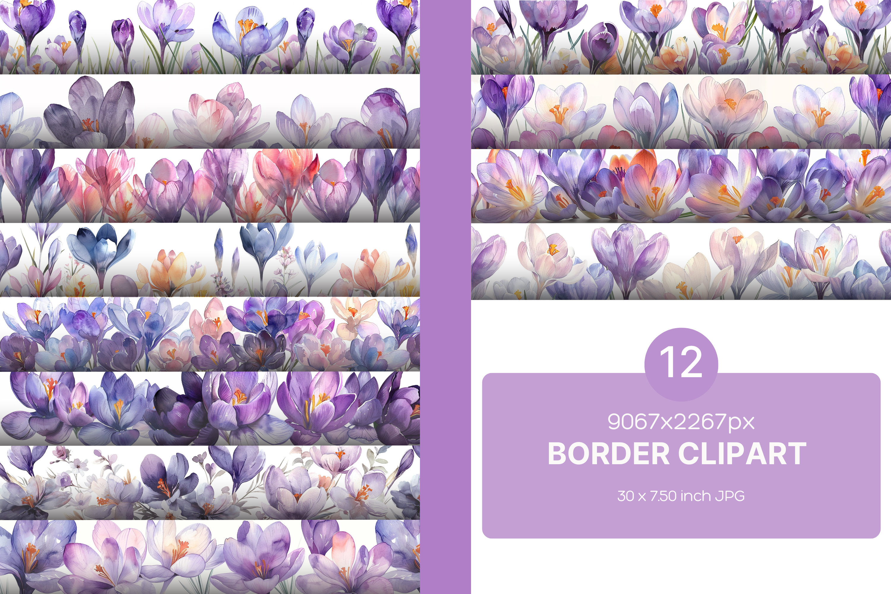 Crocus Border Clipart: Watercolor Spring Purple Floral Digital Paper ...