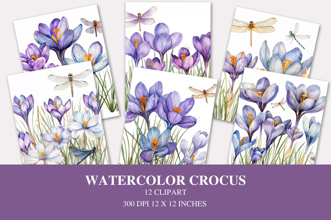 Crocus Clipart, Spring Purple Flower and Dragonfly Textures on White ...