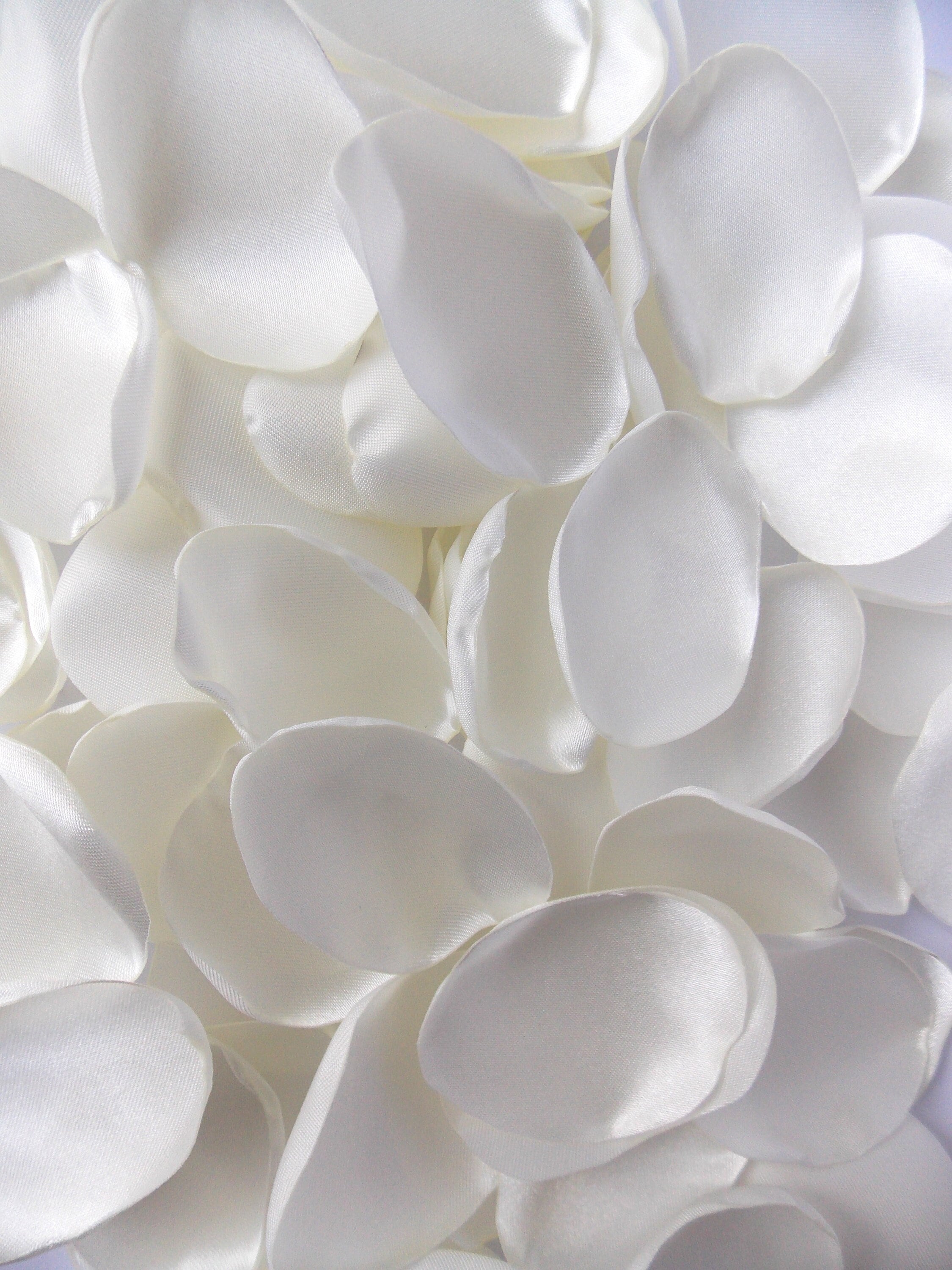 White Rose Petals Сlassical Wedding Traditional Wedding Ceremony White ...