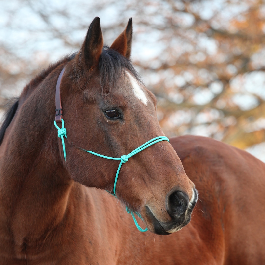 Custom 2 or 4 Knot Yacht Rope Breakaway Halter - Etsy