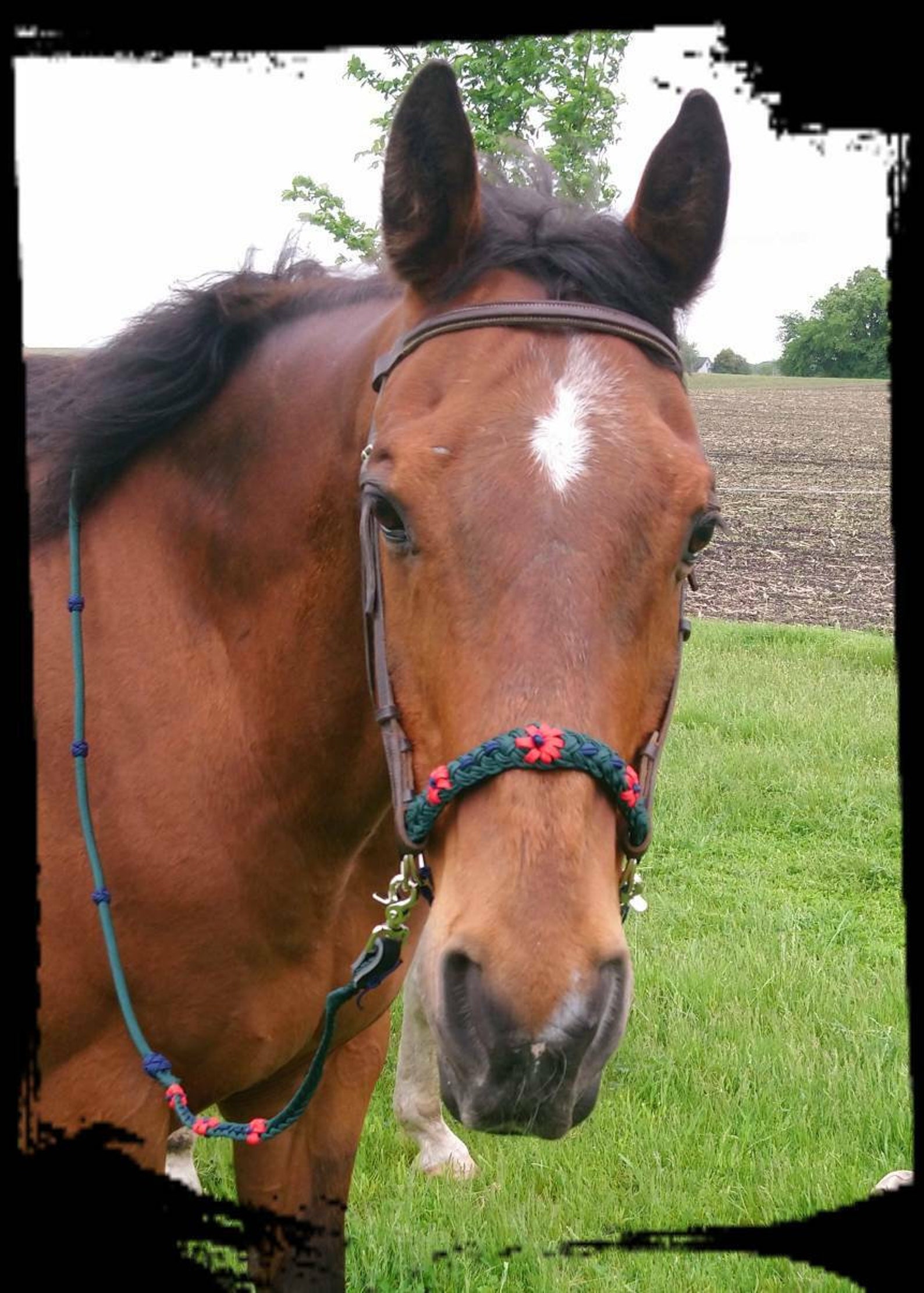 Sunflower Paracord Bitless Bridle, Sidepull Attachment. - Etsy