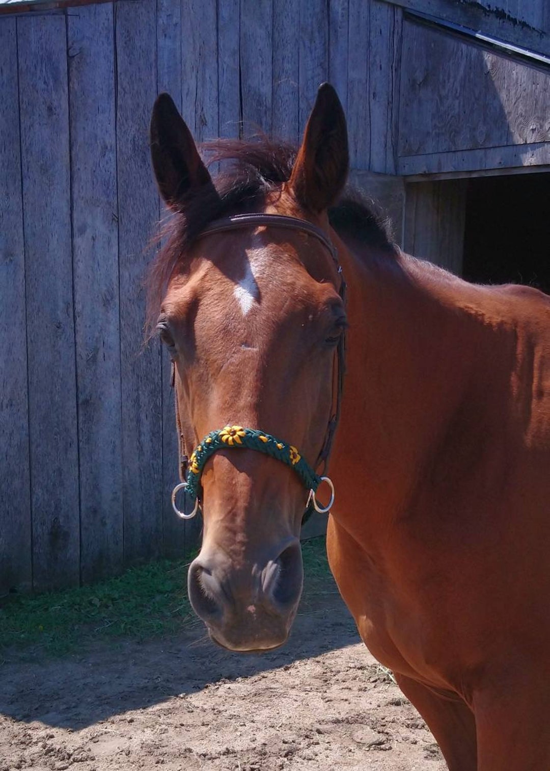 Sunflower Paracord Bitless Bridle, Sidepull Attachment. - Etsy