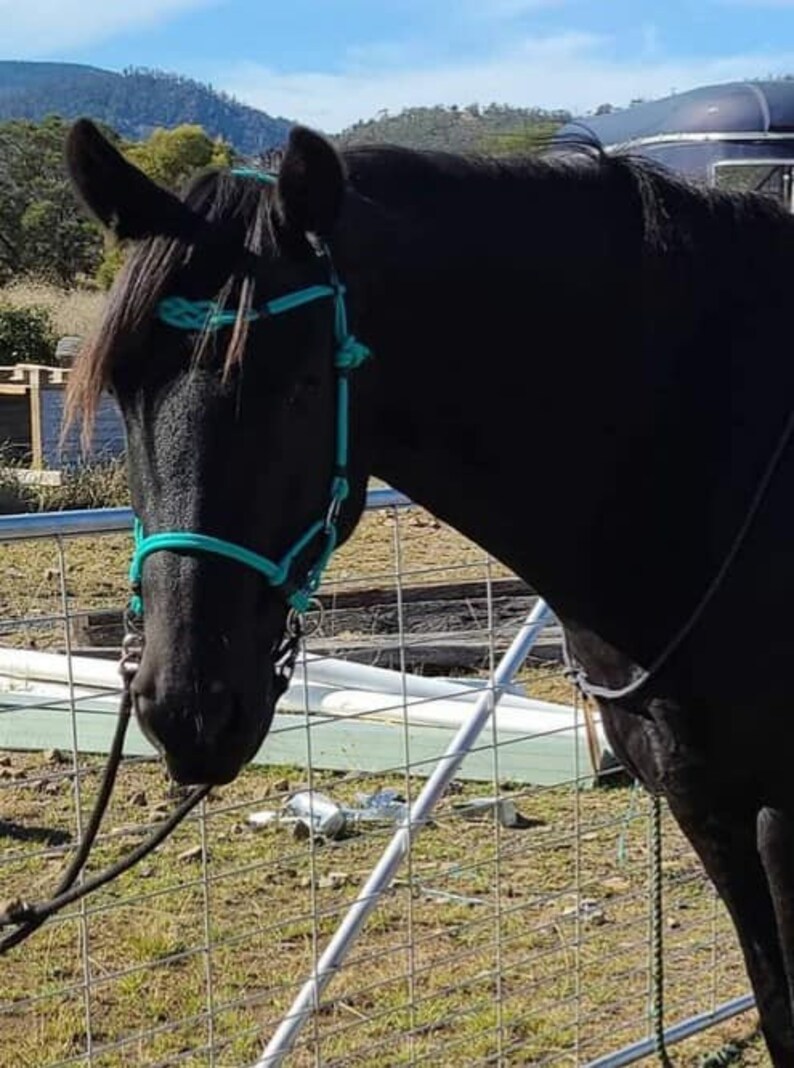 Custom Handmade Rope Horse Sidepull Bitless Bridle Hackamore - Etsy