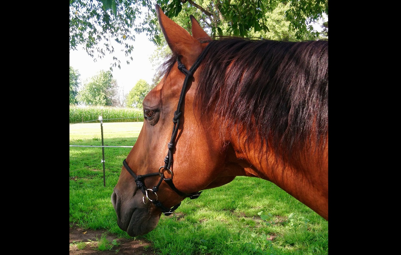Custom Handmade Rope Horse Sidepull Bitless Bridle Hackamore | Etsy ...