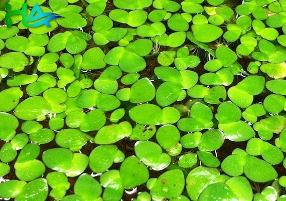 Aquatic Floating Plants Duckweed