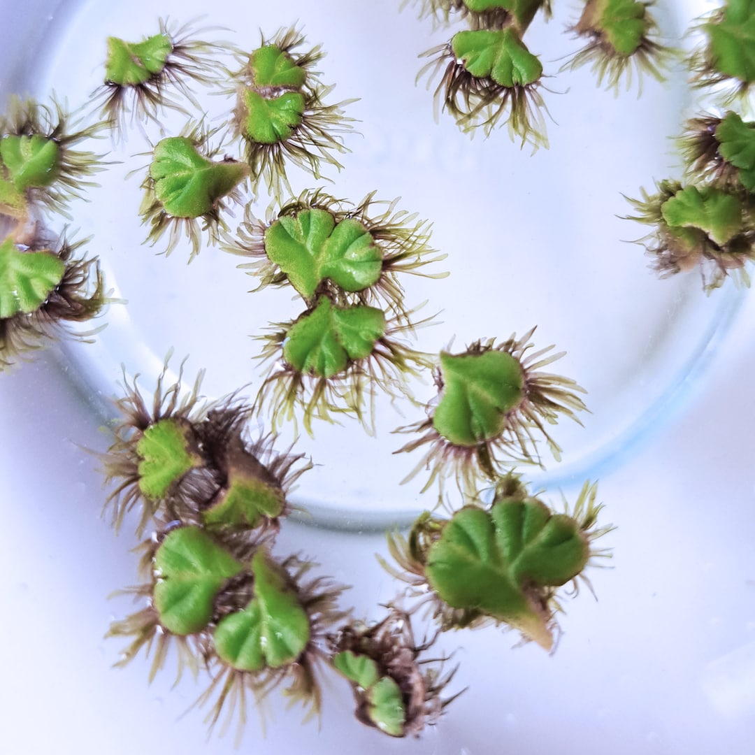 RARE 50 Purple-fringed Riccia Ricciocarpos Natans Floating Plant Live ...