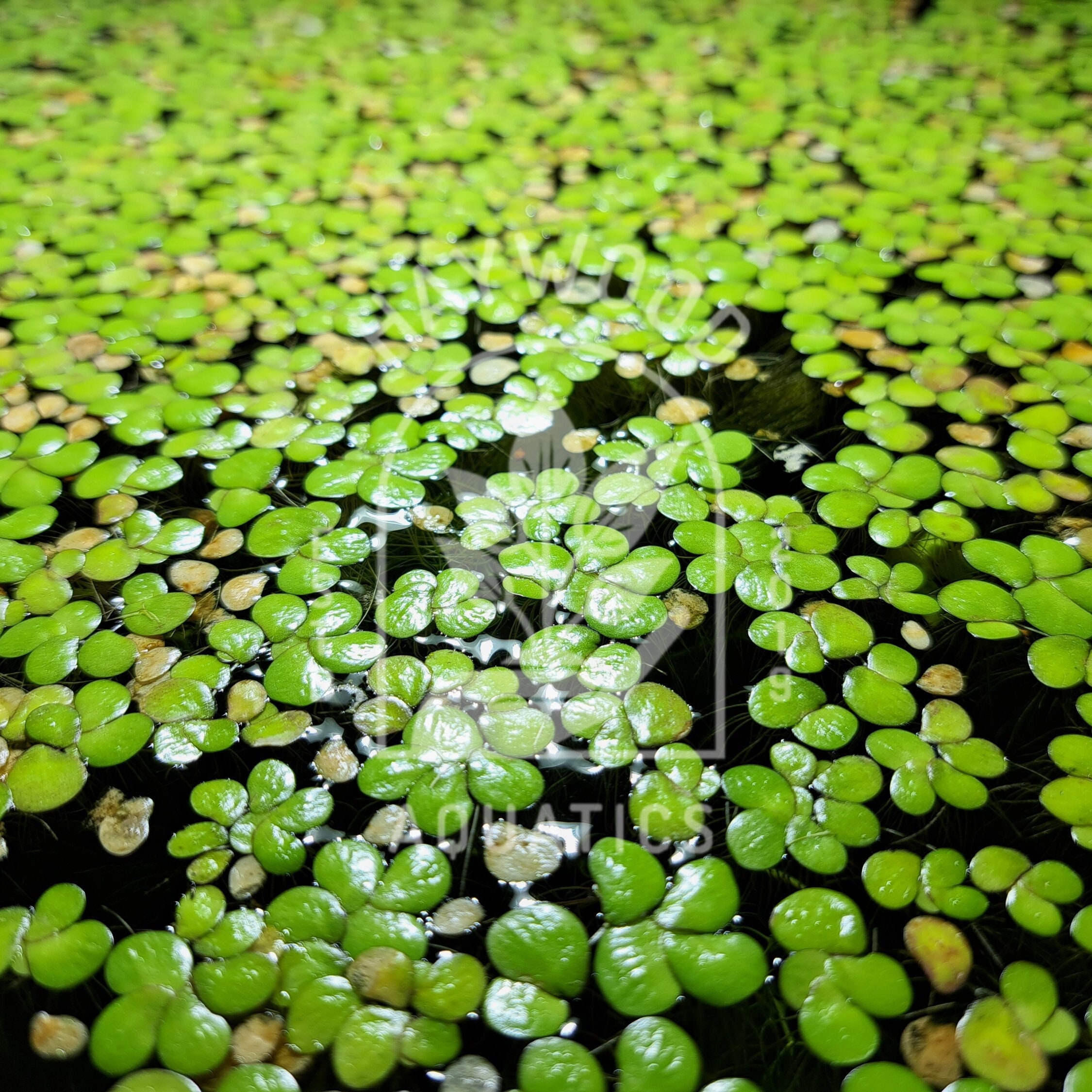 Duckweed Flower