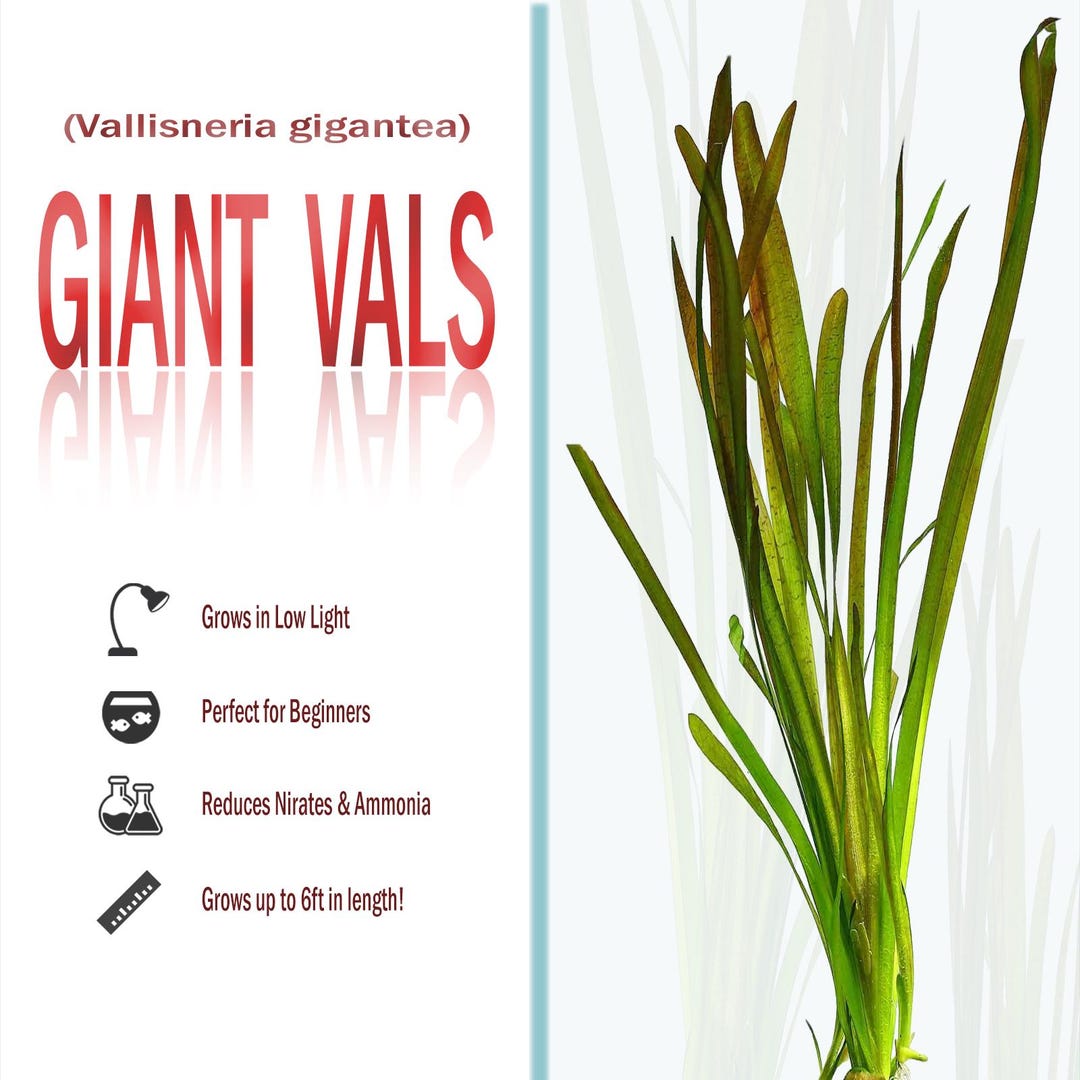 2 Giant Vals Vallisneria Gigantea Live Aquatic Plant for Aquariums and ...