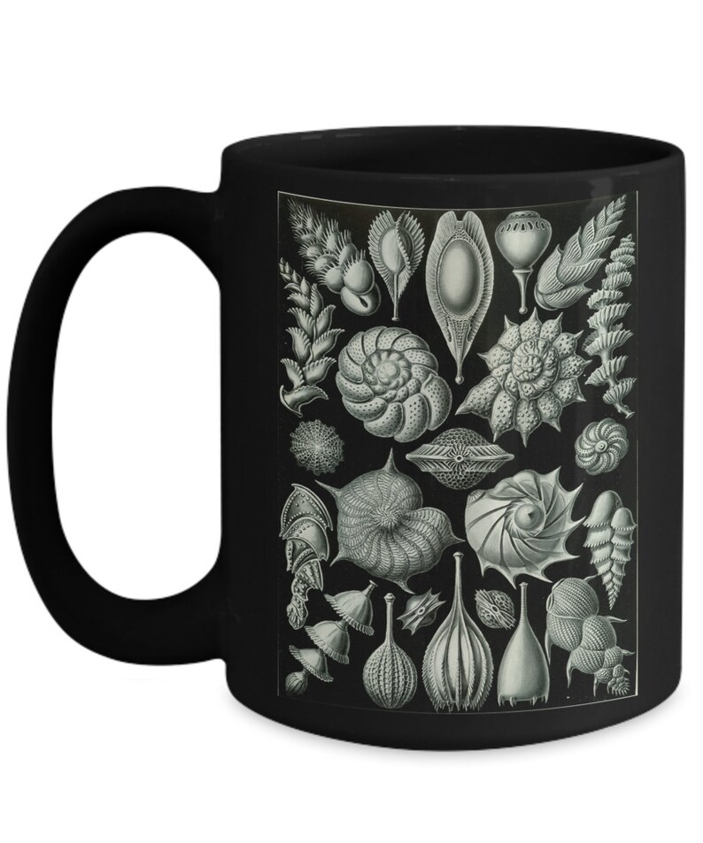Artforms in Nature Thalamophora Ernst Haeckel 15oz | Etsy