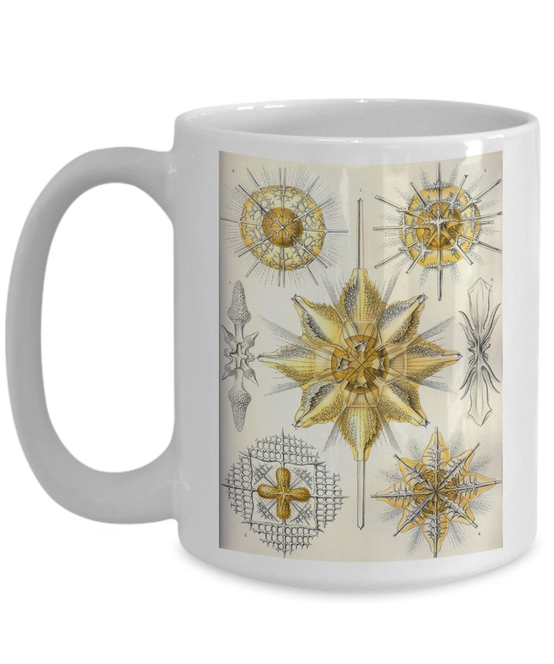 Artforms in Nature Acanthometra Ernst Haeckel 15oz - Etsy