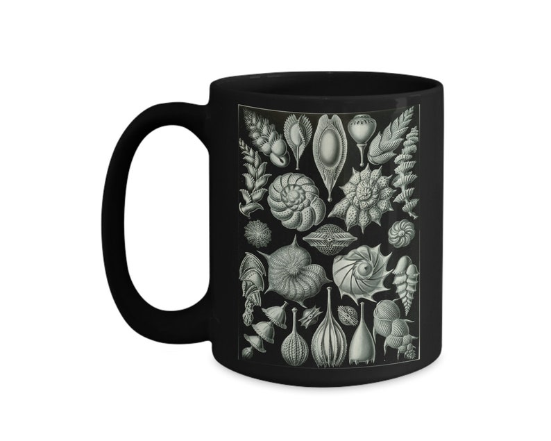 Artforms in Nature Thalamophora Ernst Haeckel 15oz | Etsy